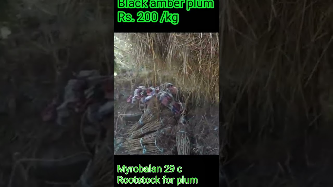 Myrobalan 29c rootstock | black amber plum | plum rootstock and ...