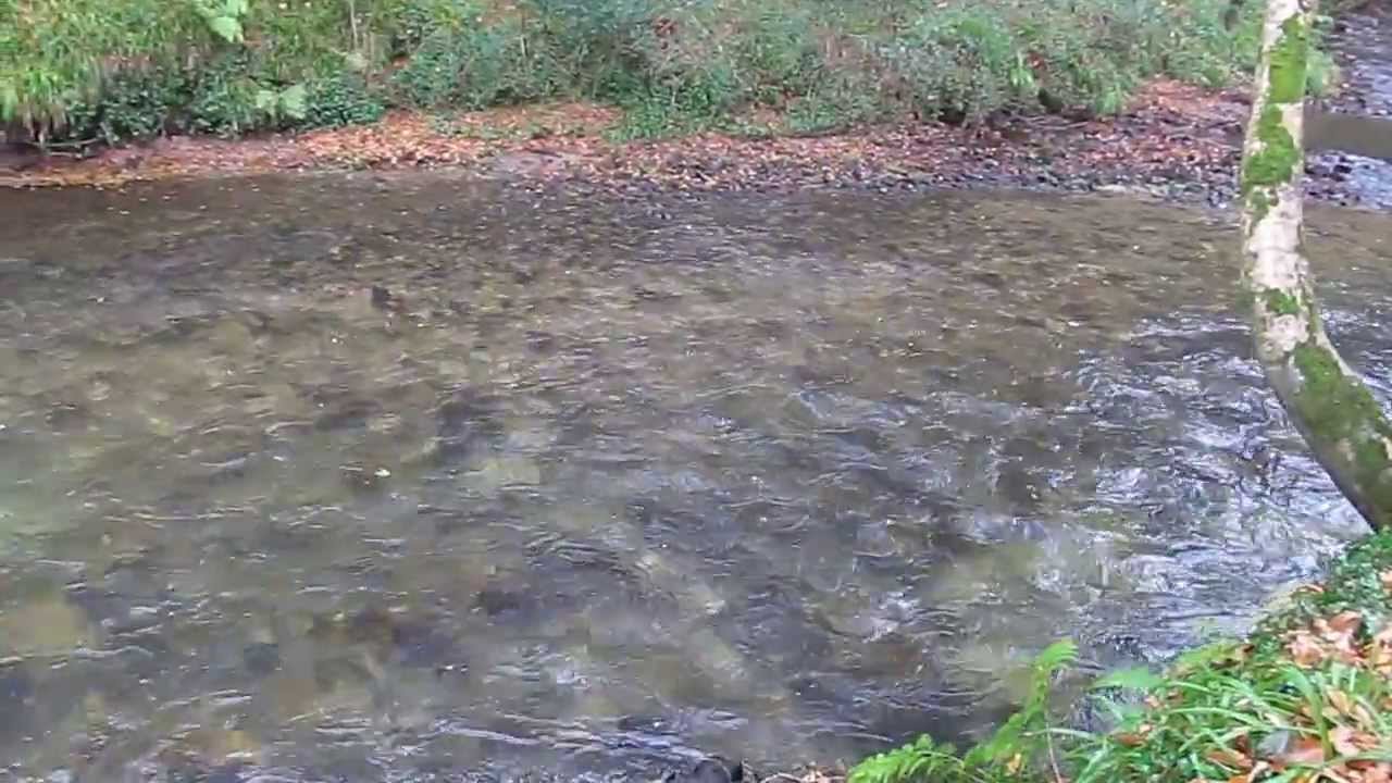 River Camel fishing conditions 4th December - YouTube