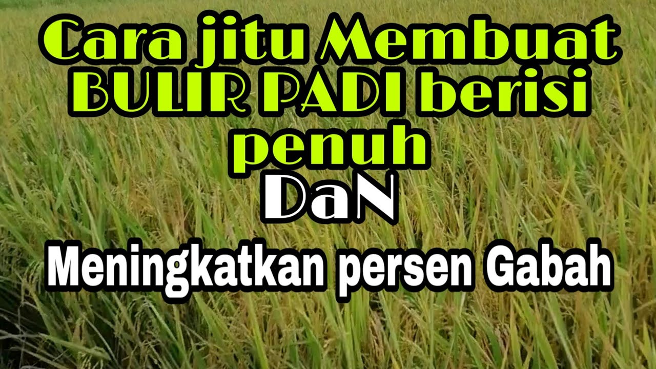 Dengan Cara ini BULIR PADI akan berisi penuh!!! - YouTube