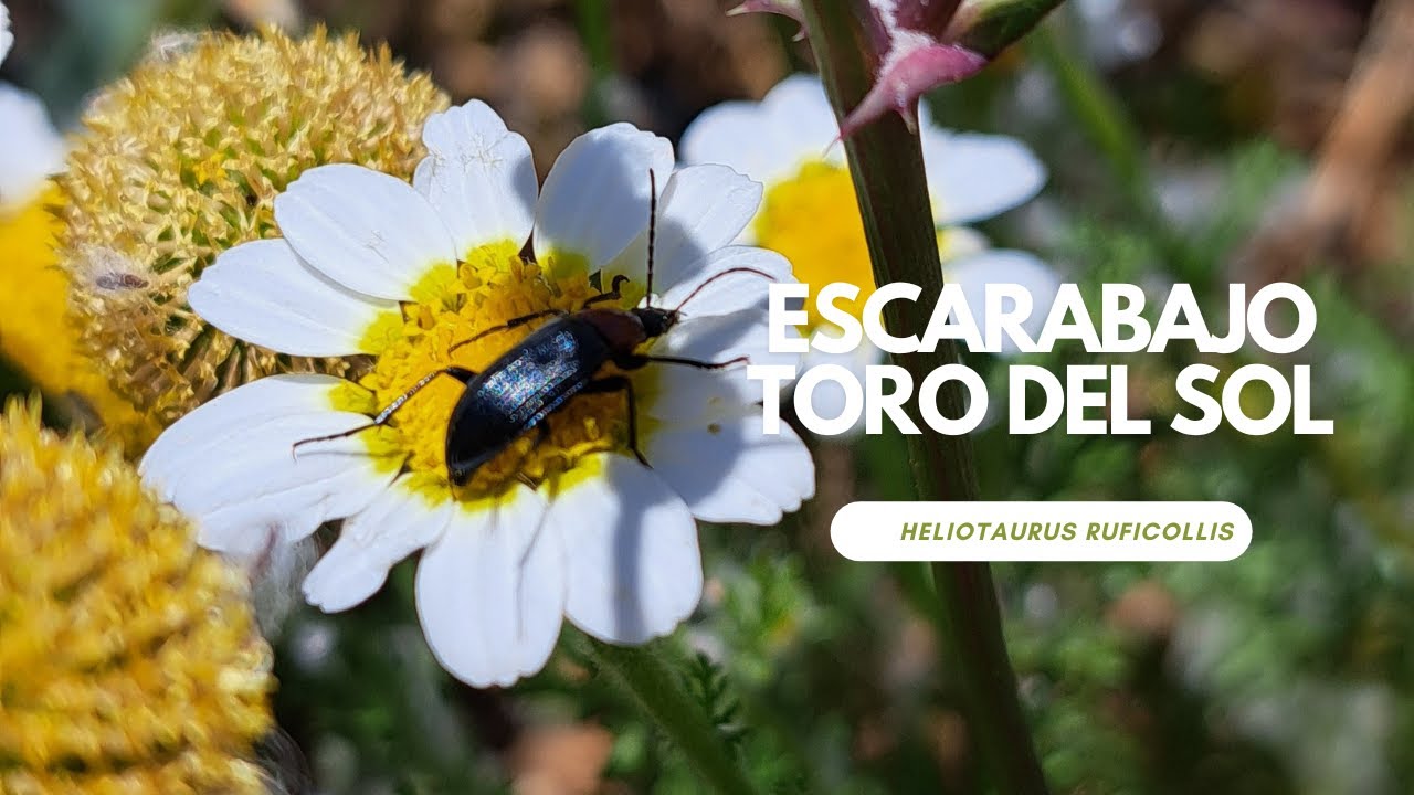 El Toro del SOL (Heliotaurus ruficollis) - YouTube