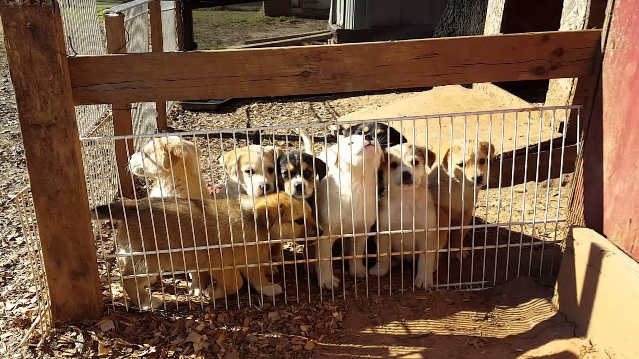 Great pyrenees Rottweiler - YouTube