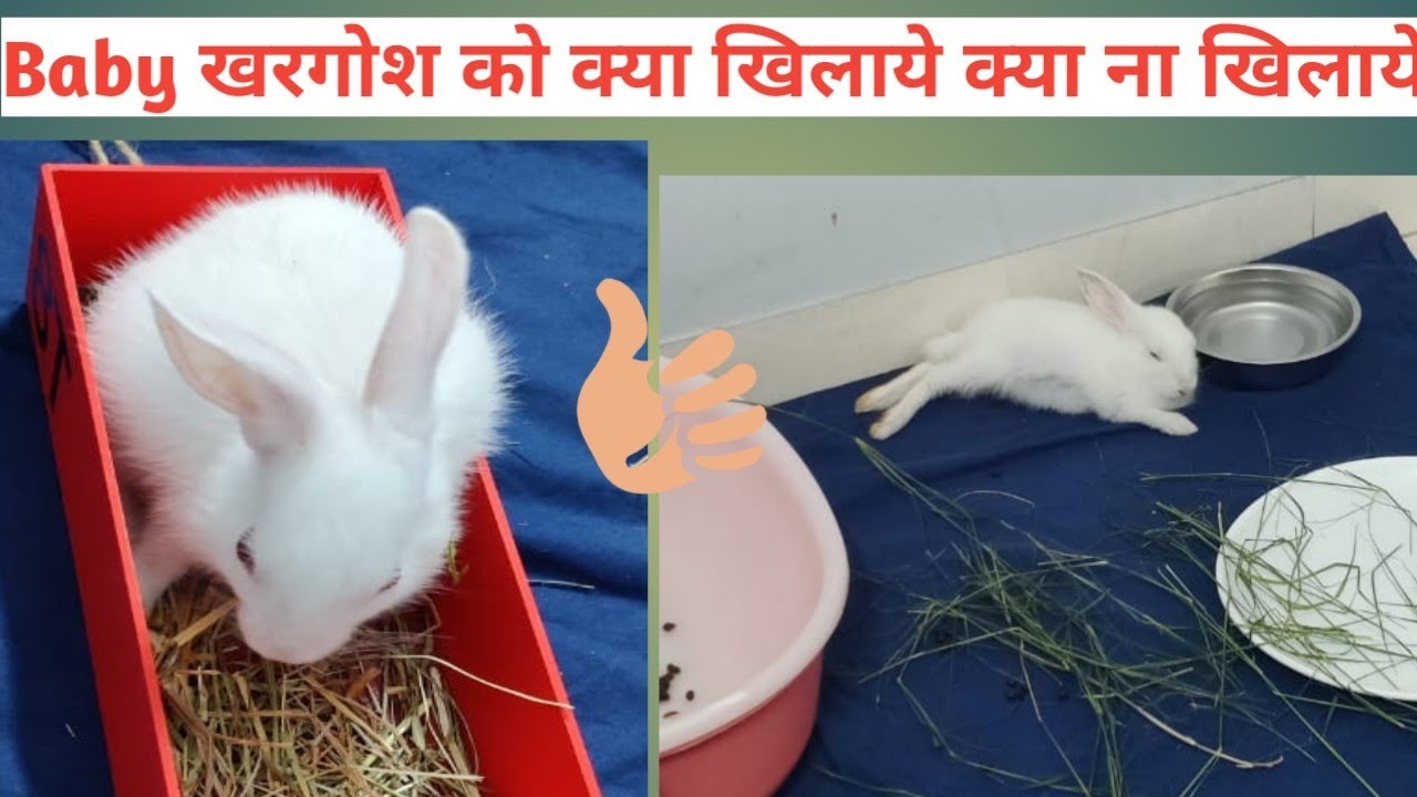 Baby Bunny Diet part 2 | खरगोश के बच्चे को क्या खिलाये क्या ना खिलाये ...
