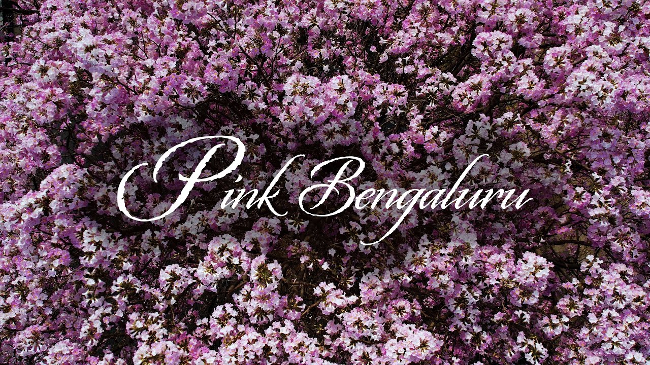 Pink Bengaluru by Praveen Naik - YouTube