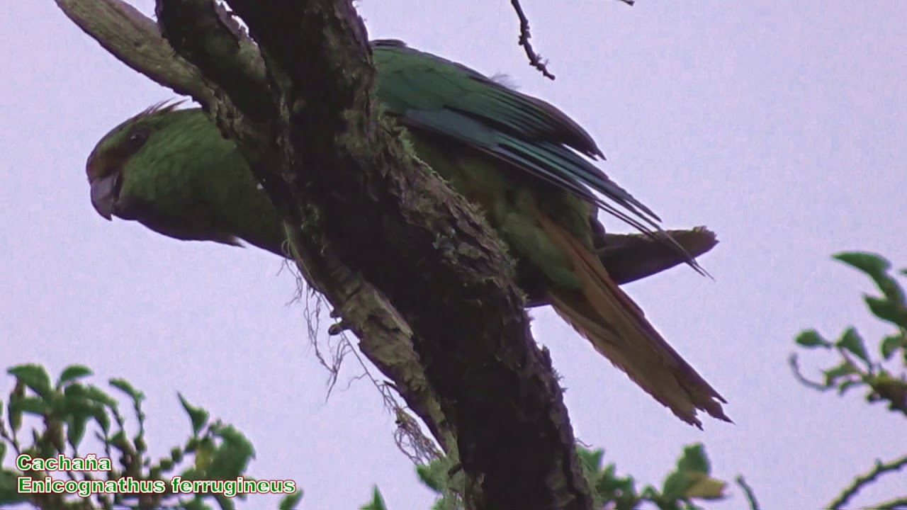 Cachaña o cotorra austral (Enicognathus ferrugineus) - YouTube
