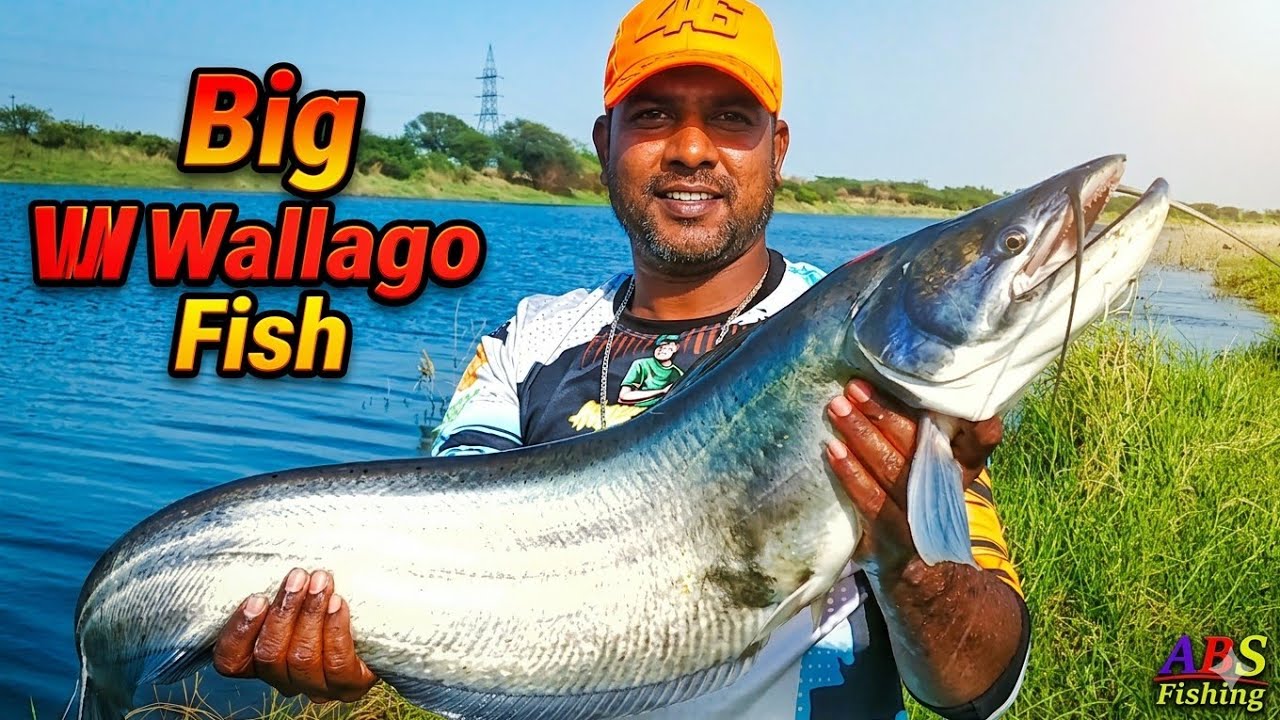 Wallago Attu Catfish Catching | Big Patan Fish Catching | Village River ...