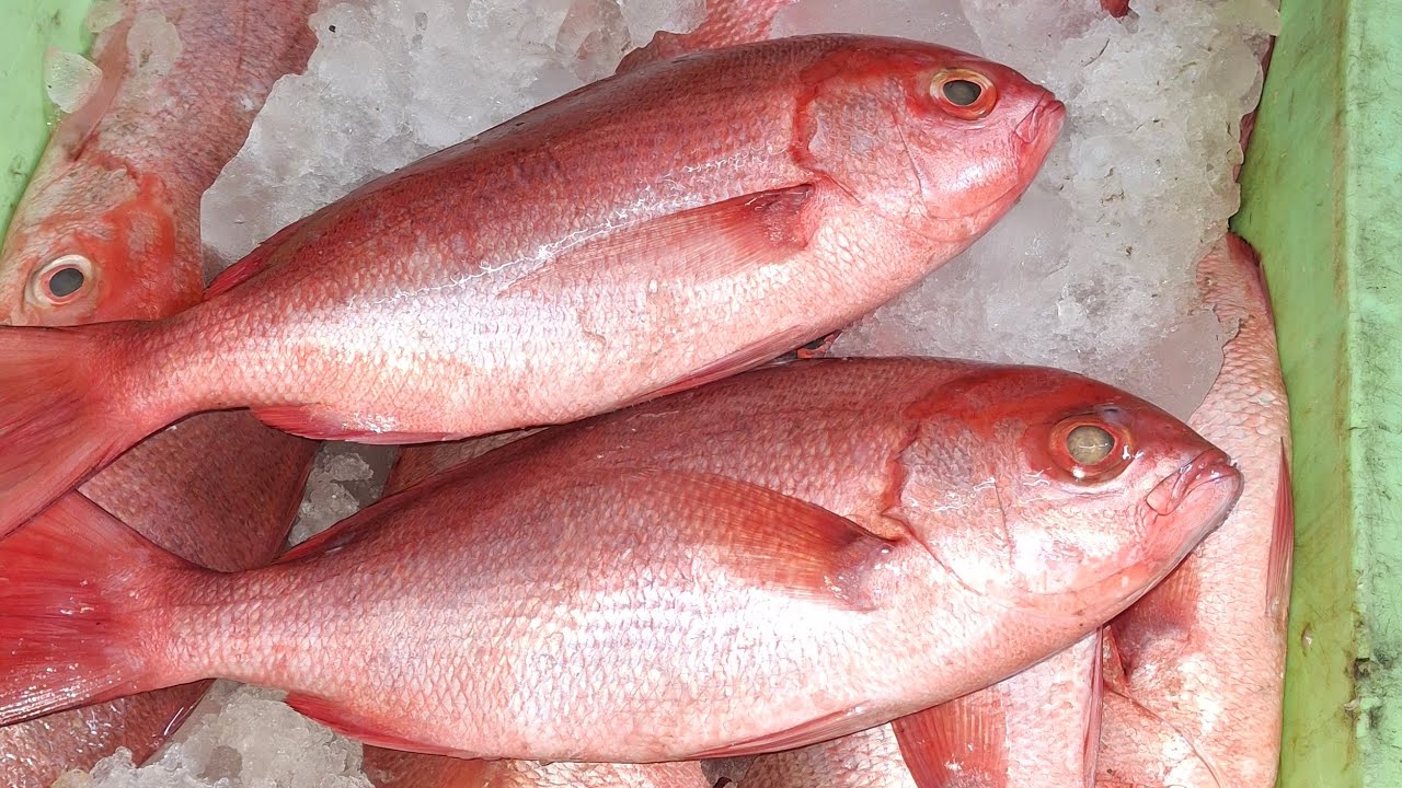 Sonu Khan is live fish cutting skills Karela - YouTube