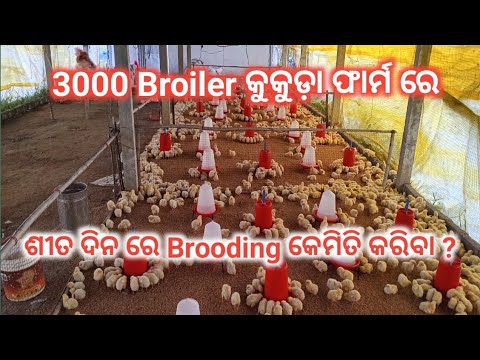 ଶୀତ ଦିନ ରେ 3000 Broiler କୁକୁଡ଼ା ମାନଙ୍କୁ Brooding କେମିତି କରିବା - YouTube