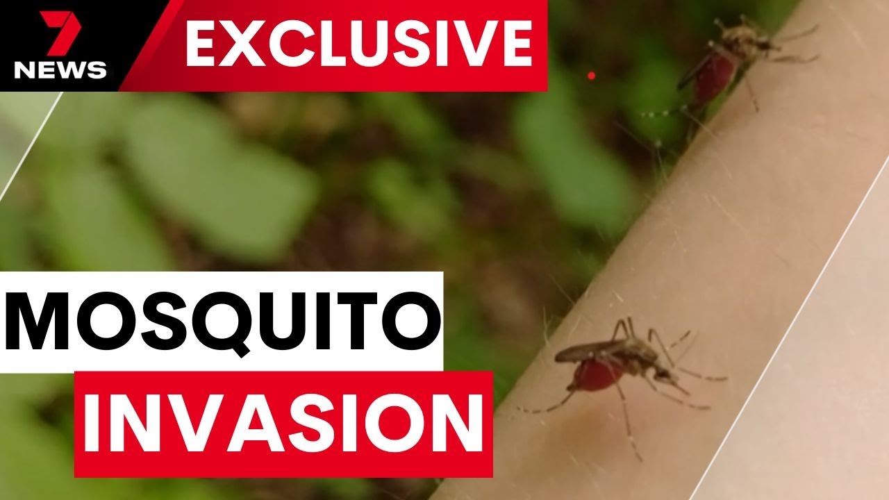 Southwest Sydney is facing a mosquito crisis | 7NEWS - YouTube