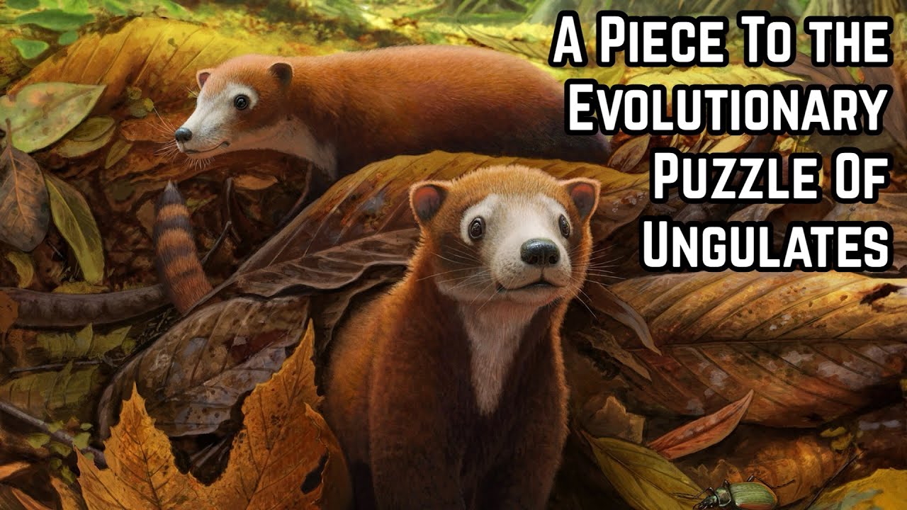 A Piece to the Evolutionary Puzzle of Ungulates - YouTube