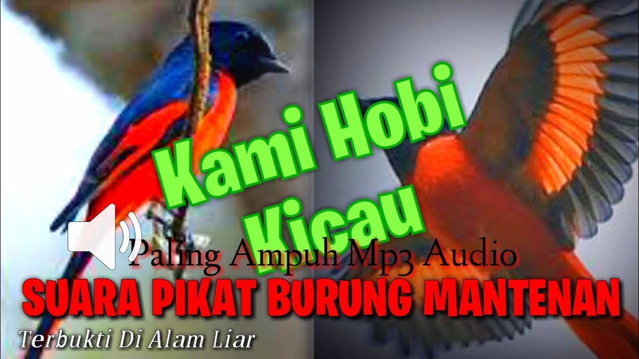 Suara Pikat Burung Mantenan Atau Murai Api Sumatra Mp3 - AMPUH PIKAT ...