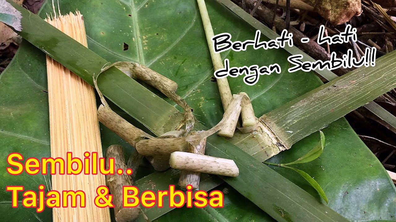 SEMBILU BULUH- TAJAM SEPERTI MATA PISAU.. - YouTube