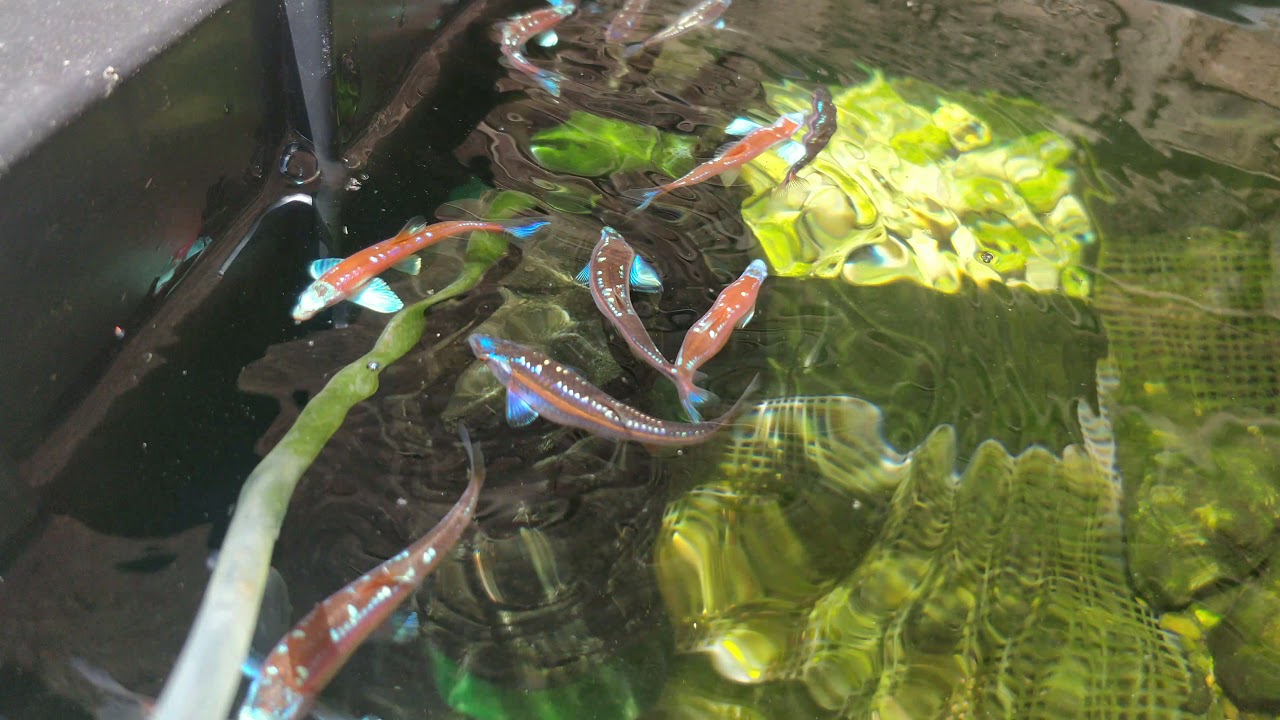 Overhead of Rainbow Shiners spawning behavior - YouTube