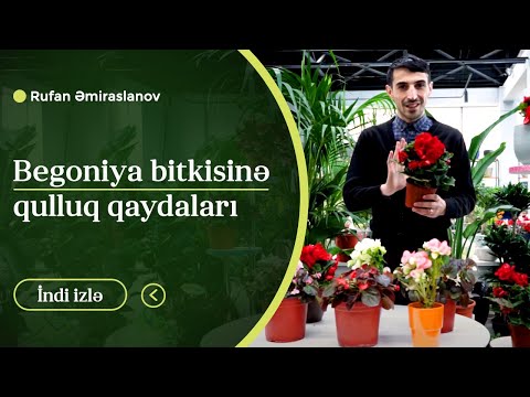 Begoniya bitkisinı qulluq qaydaları #begoniya