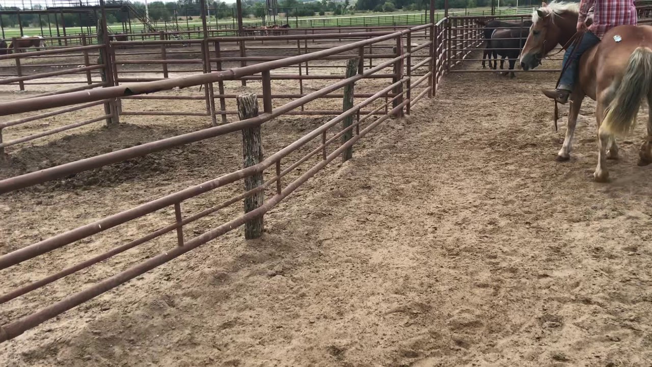 Kansas kill pen - YouTube