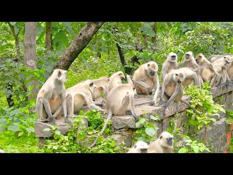 different types of monkey sounds \ group of monkeys sound effect ...
