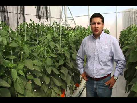 Variedades de Semillas: Pimiento VR 0719 de Seminis - YouTube