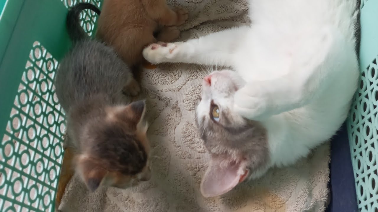 Highlight 4:24 – 9:23 from Time Machine Cats !!!! Longest Daily Cat's ...