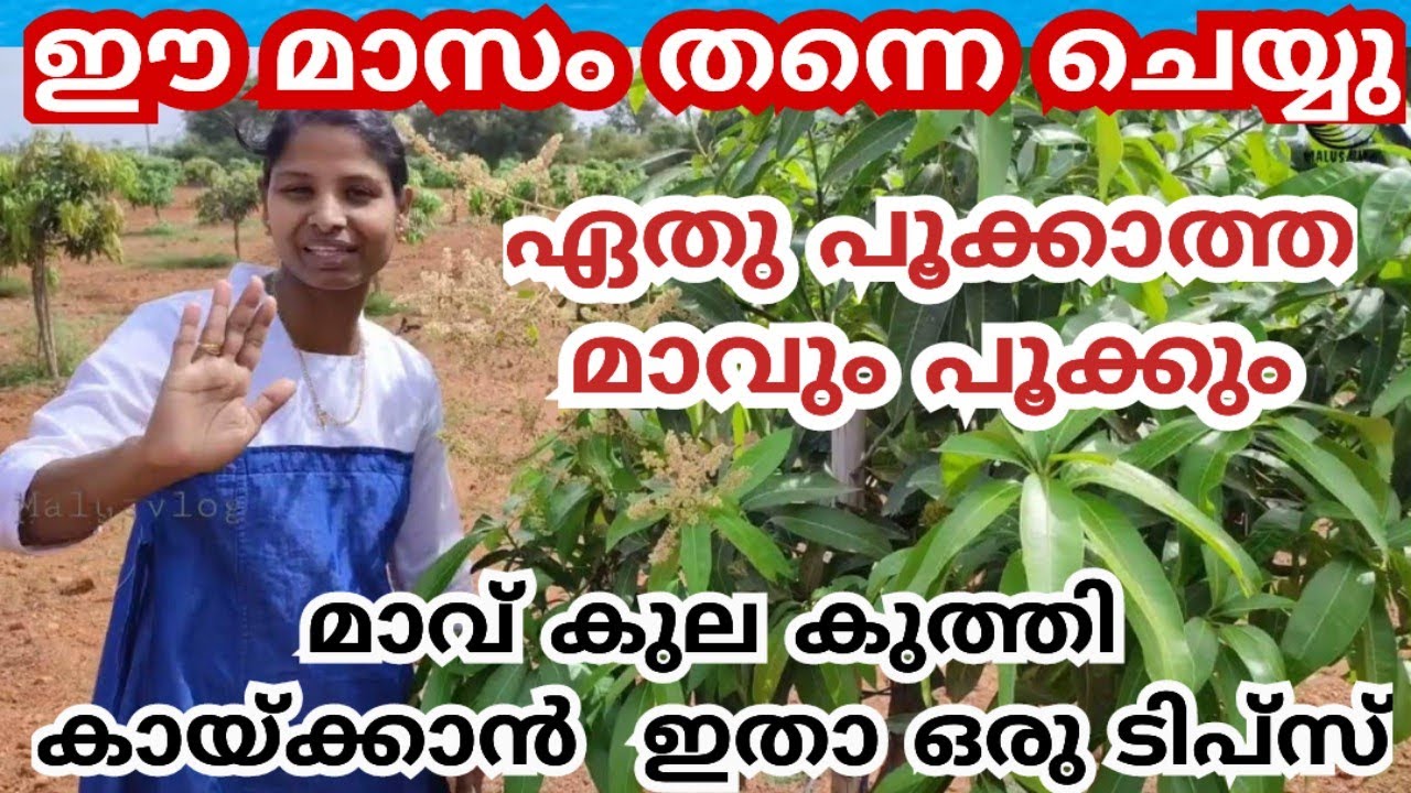 മാവും പ്ലാവും പെട്ടെന്ന് പൂക്കാൻ ഇതാ ഒരു ടിപ്സ്/Mavu pookaan malayalam ...