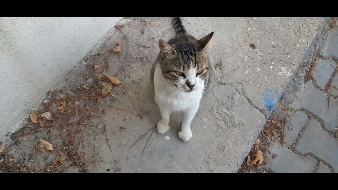THE CAT THAT IS NOT VERY FRIENDLY. #cat #funny #animal #dog # ...