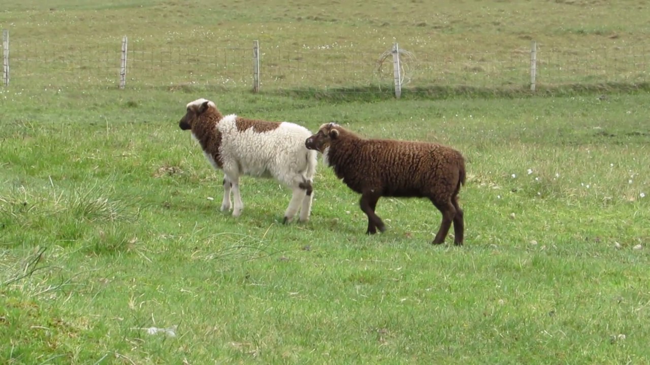 Foula Sheep - YouTube