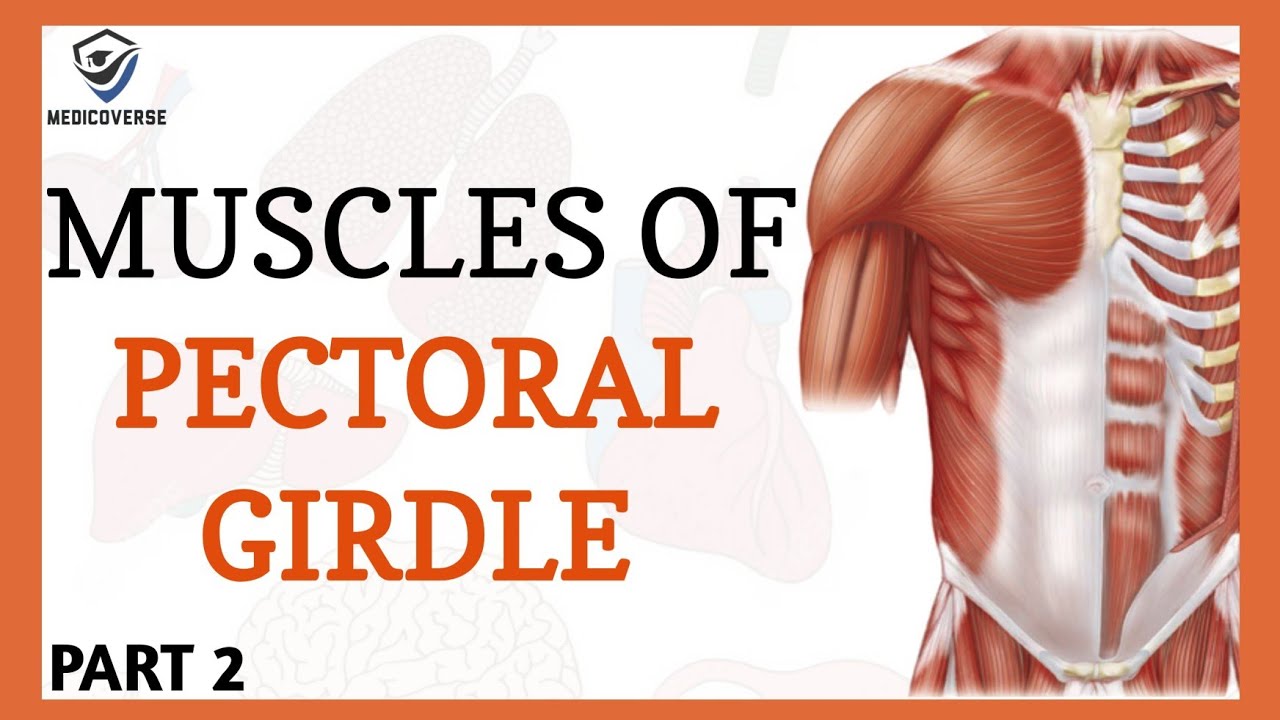 Pectoral girdle muscles | Muscles of shoulder | Origin, Insertion and ...