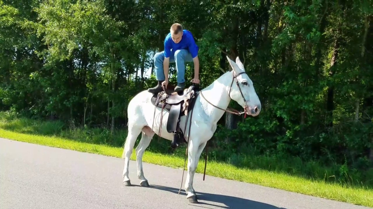 Gaited John mule - YouTube
