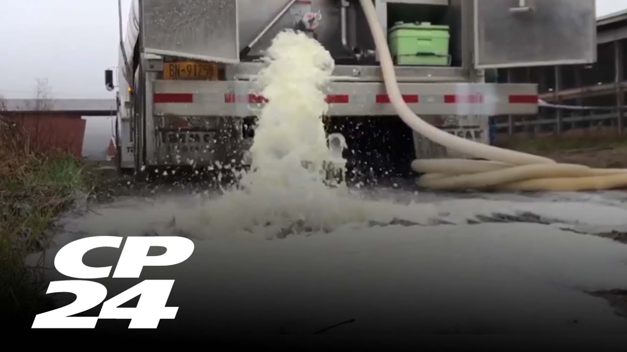 Dairy dump could be higher than previously thought - YouTube