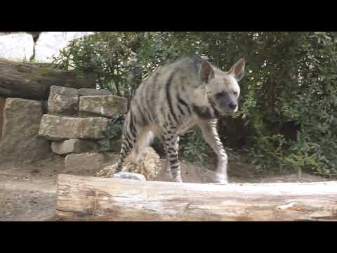 HYENA! a beautiful & curious striped Hyena (Streifenhyaene, hyène rayée (Opel Zoo)