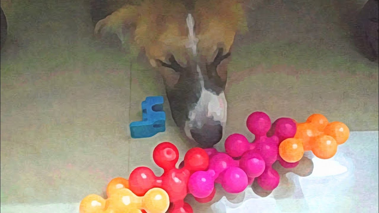 Puppy morning fun run play doggo mornings happy - YouTube