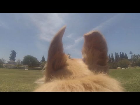 Jenny Vision - GoPro Golden Retriever - YouTube
