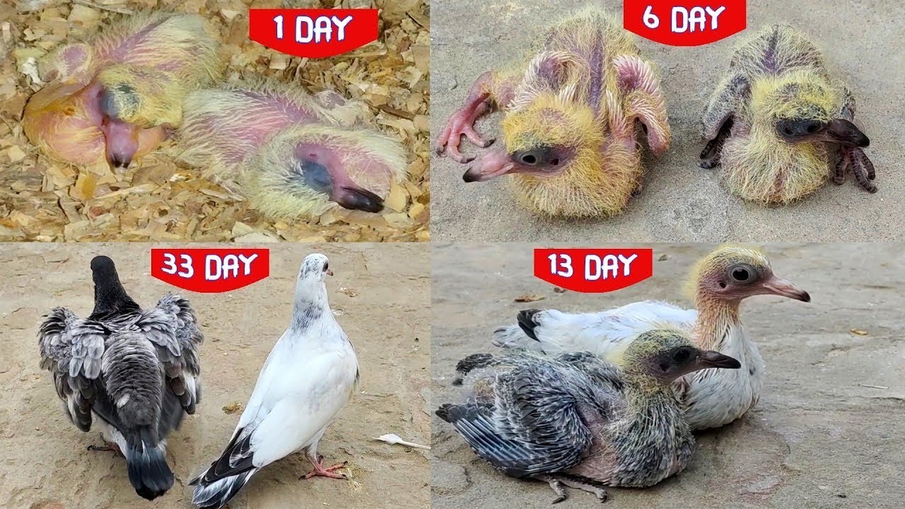 2 pigeon chicks growth in 1 month | Day by day growth of pigeon - YouTube