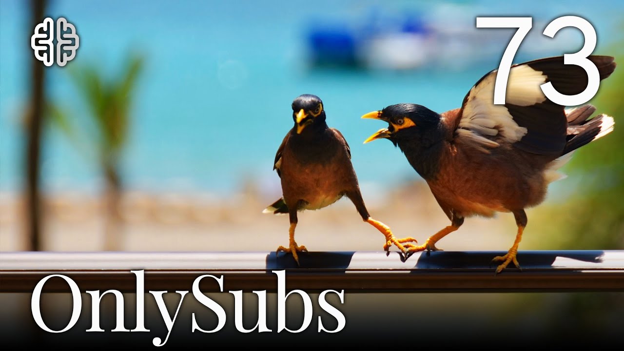 The Woke Flip-out Test | OnlySubs with James Lindsay, Ep. 73 - YouTube