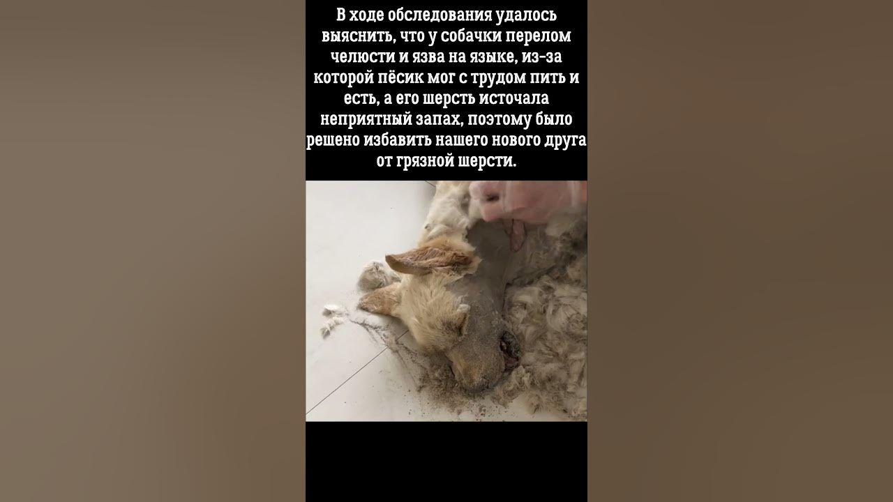 Мы не могли оставить эту собачку Youtube