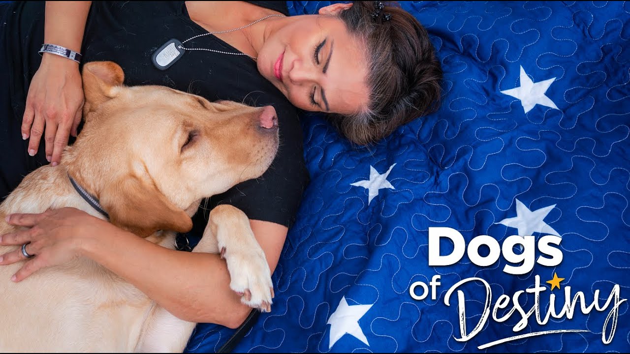 "Giving Paws" | Dogs of Destiny - YouTube
