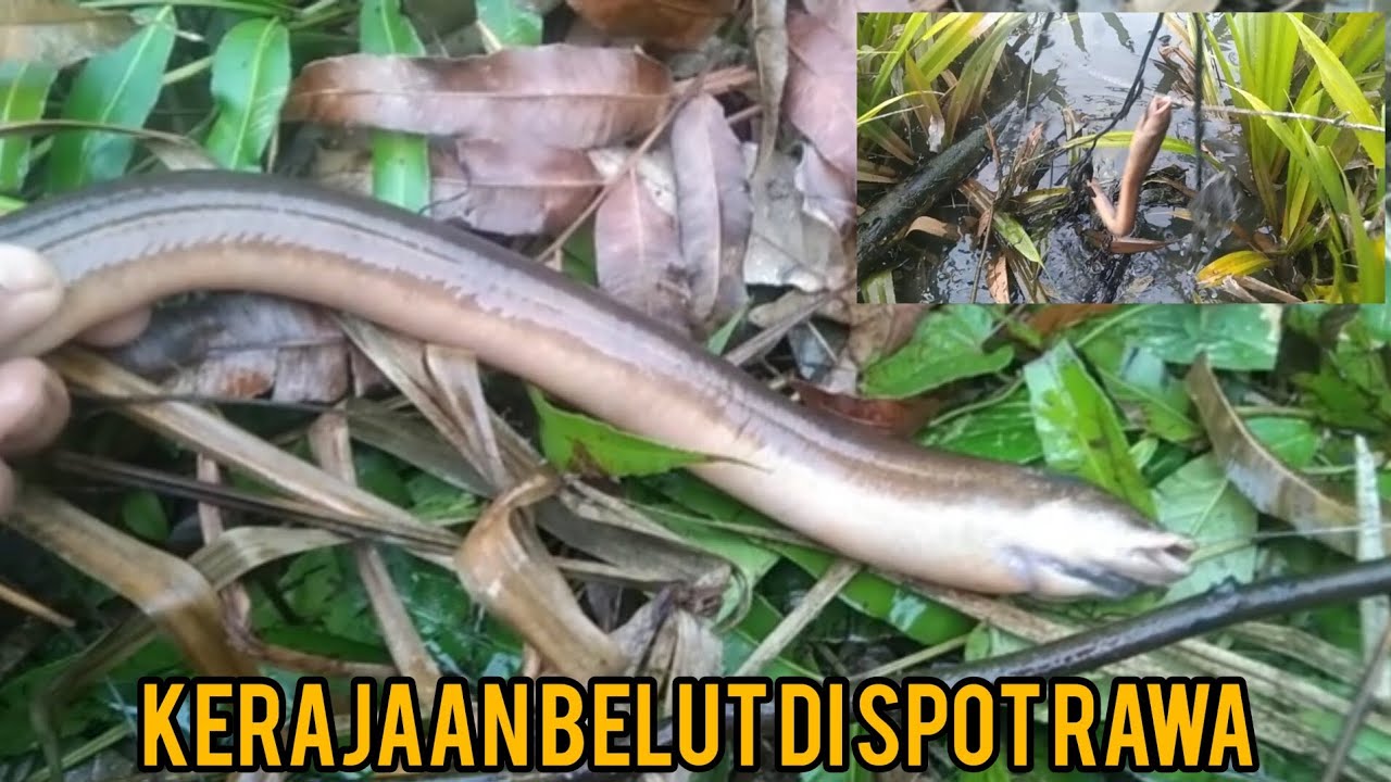 KERAJAAN BELUT DI SPOT RAWA - YouTube