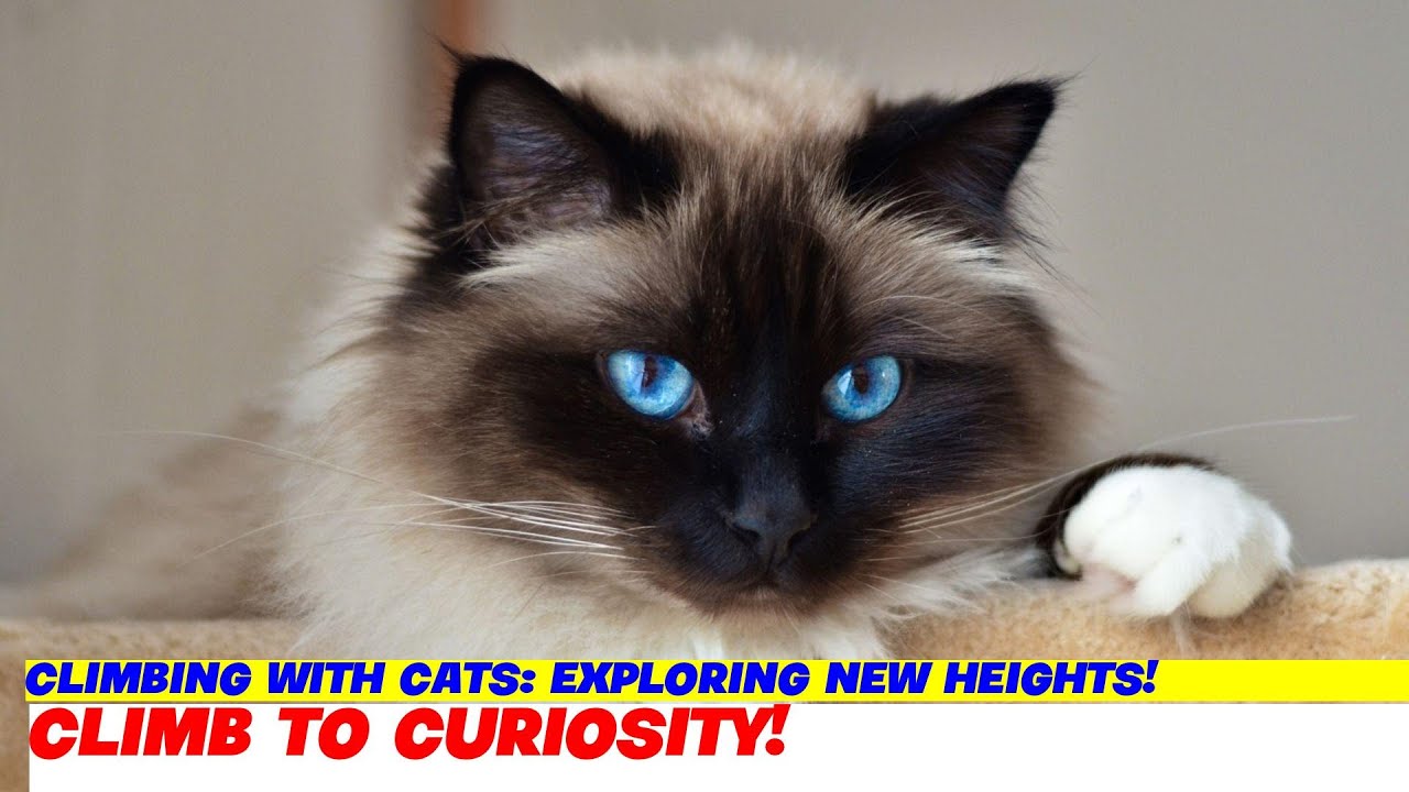 Climbing With Cats: Exploring New Heights! - YouTube