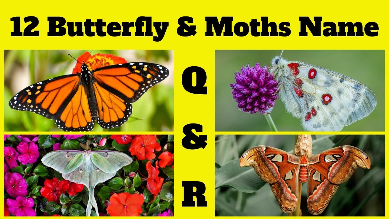 ABCs of Butterflies & Moths| 12 Butterfly & Moths Name Start with Q&R ...