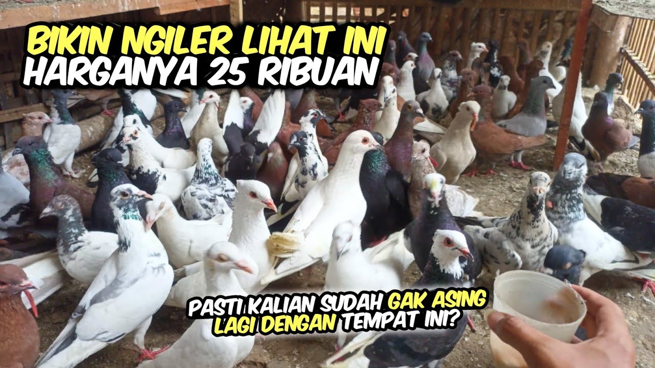 🛑AWAS!! NGILER 😍JADI PENGEN BORONG SEMUA #Merpati_warna_bagus_tinggian ...