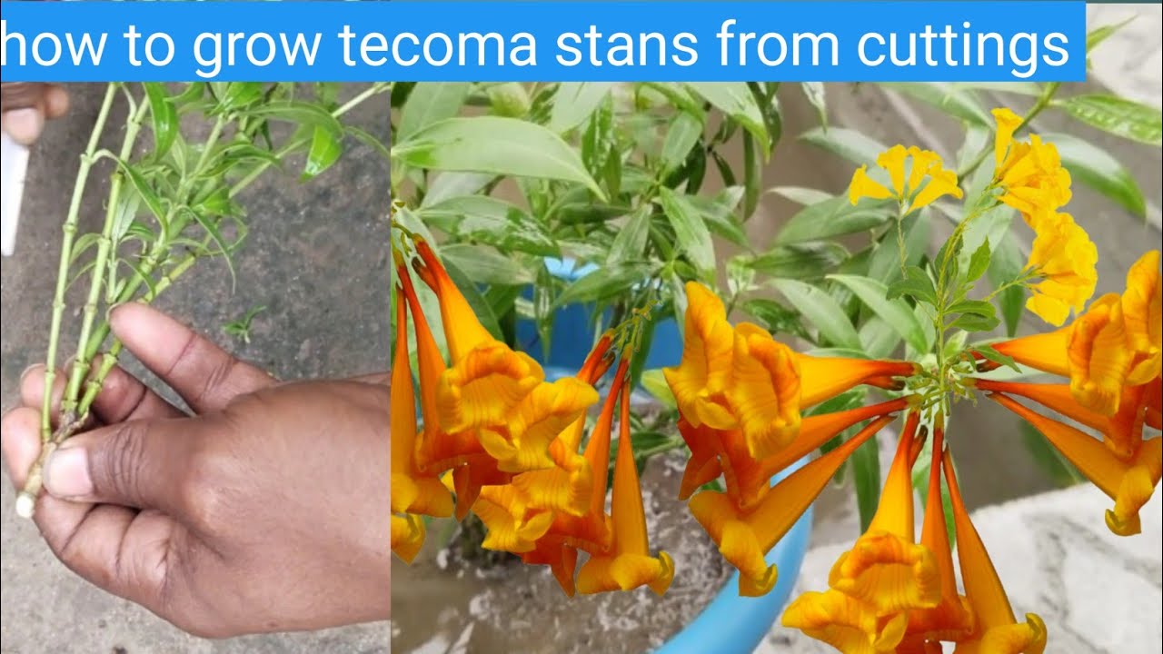 GROWING TECOMA STANS FROM CUTTING - YouTube