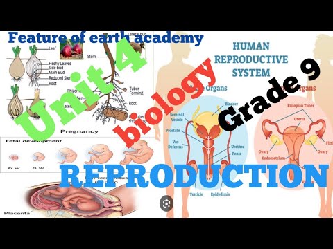 Grade 9 biology unit 4 part 3, 4.4 sexual reproduction and 4.5 primary ...