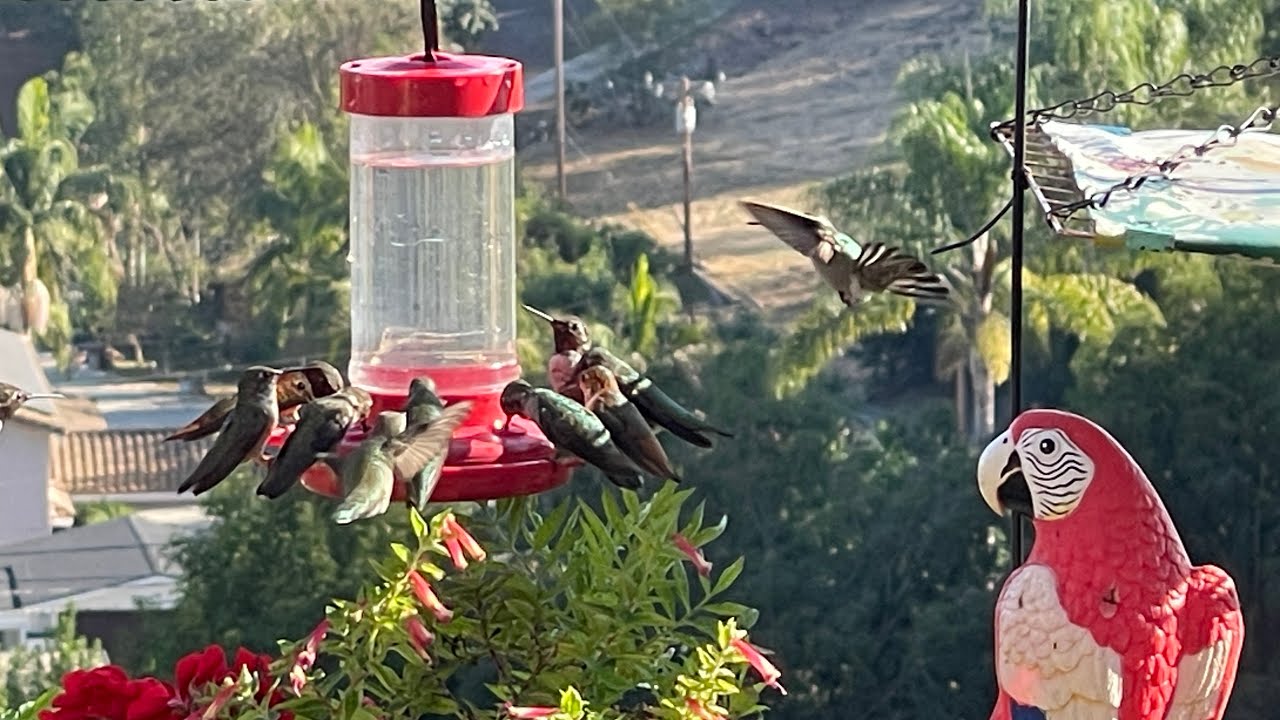 Thousands of hummingbirds live from Southern California Robbie and Gary ...