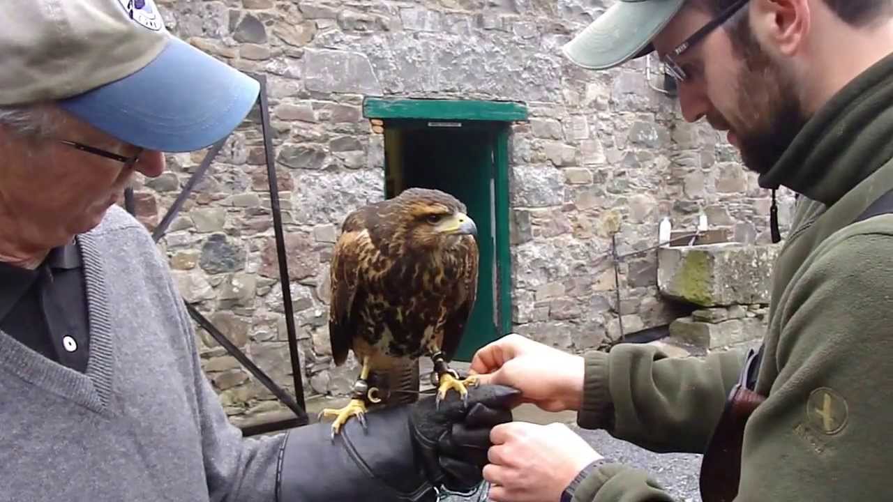 hawk walk with hawk Inca at Ashford Castle - YouTube