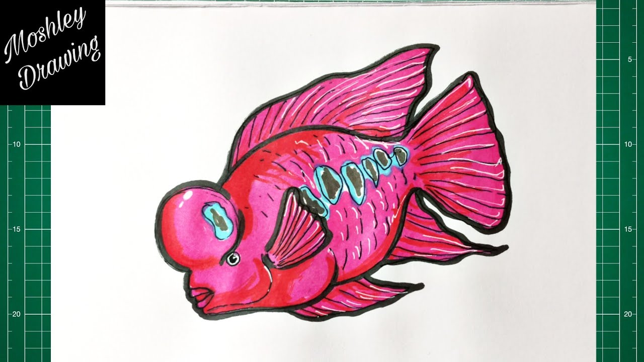 How to Draw a Flowerhorn Fish - YouTube