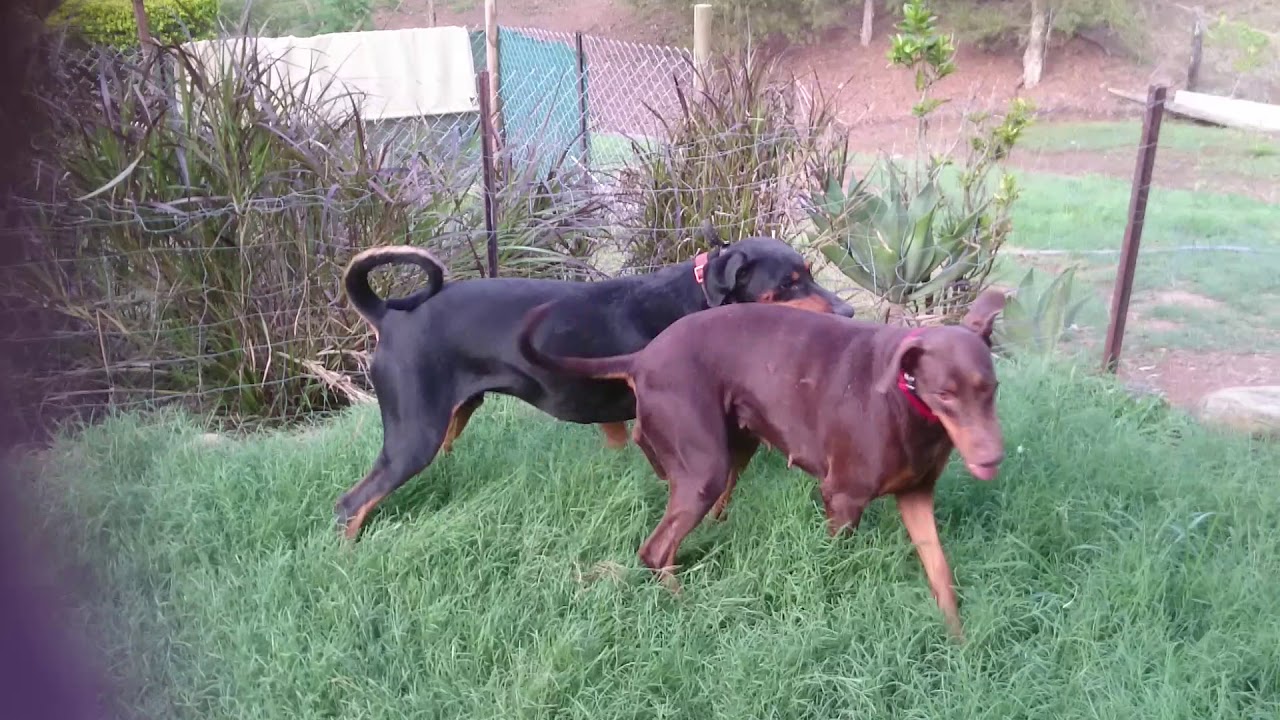 Doberman playing - YouTube