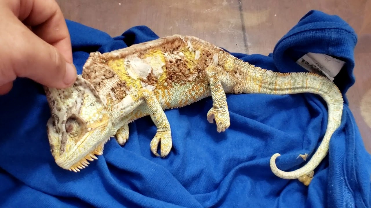 Why Did My Chameleon Died - 2024 Petsical