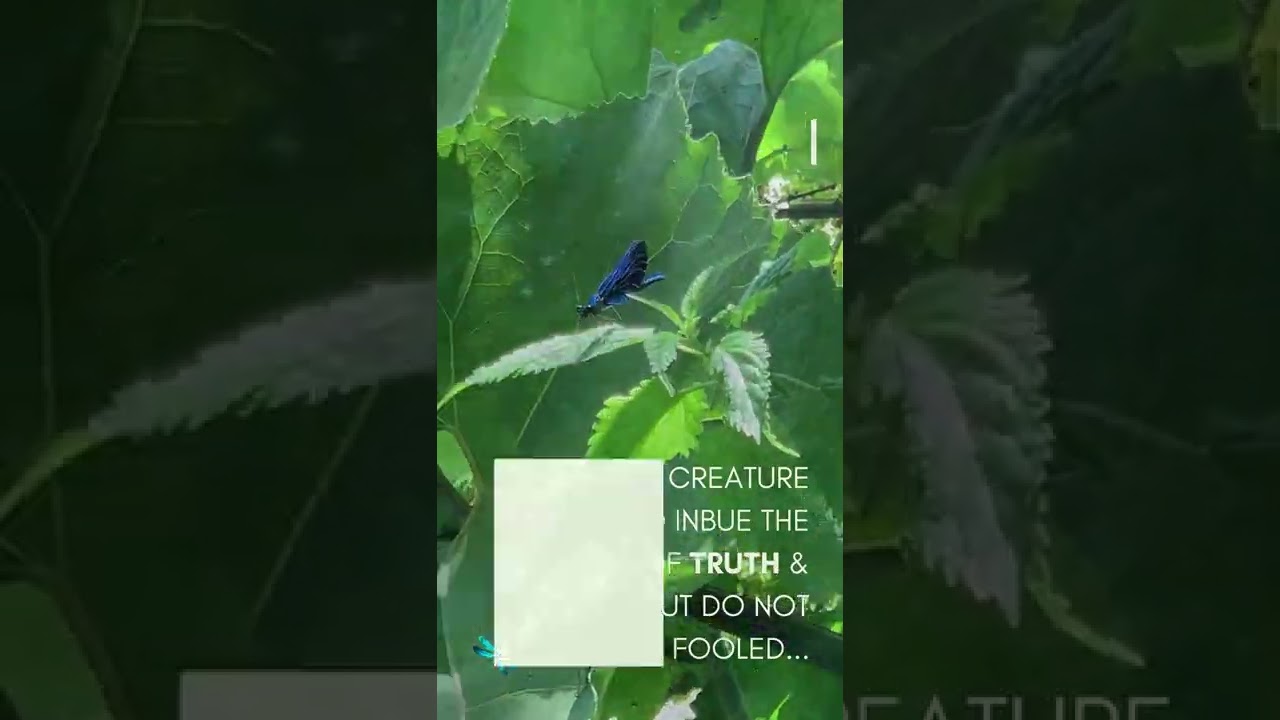 The Legend of the Dragonfly - YouTube