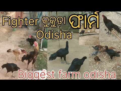 Kukuda farm 2025 ! ଖାଲି fighter କୁକୁଡ଼ା - YouTube