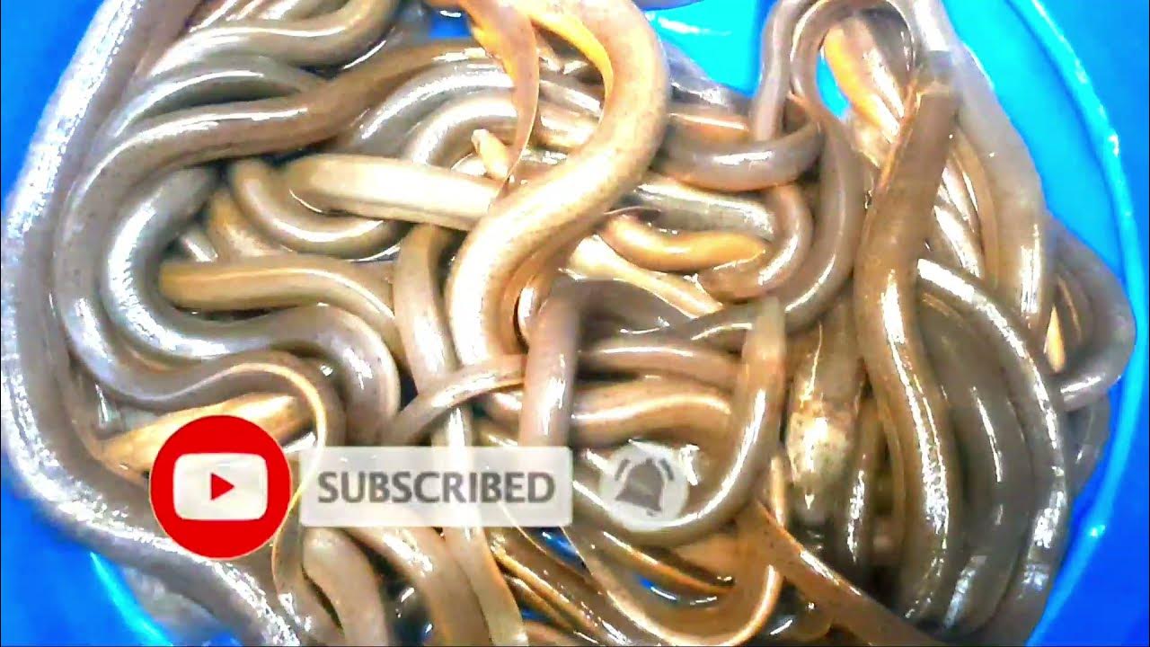 Best Eel Fishing Video||Catching Yellow Monster Eel Fish|| - YouTube