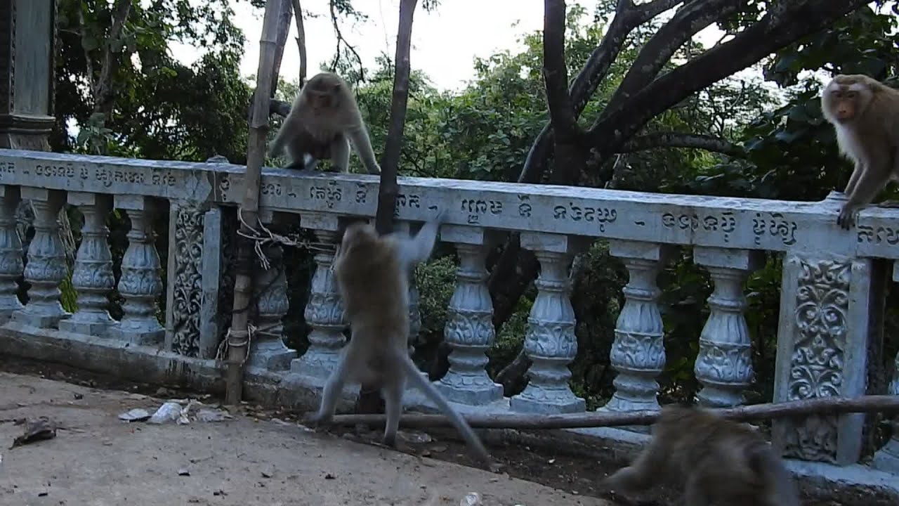 Monkeys chase each other on the monkey mountain of kampong cham ...