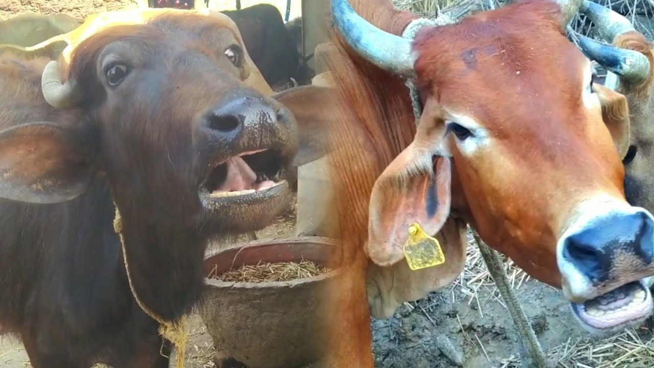 buffalo and cow video | animal video #cow #baffalo #sound #animals # ...